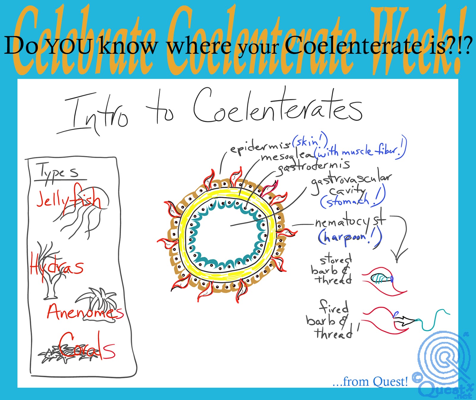 รายการ 102+ ภาพพื้นหลัง ลักษณะสิ่งมีชีวิตในกลุ่ม Coelenterates ความ ...