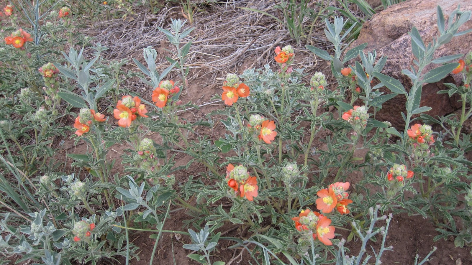 Innie Me: Colorado Wildflowers - Red and Orange