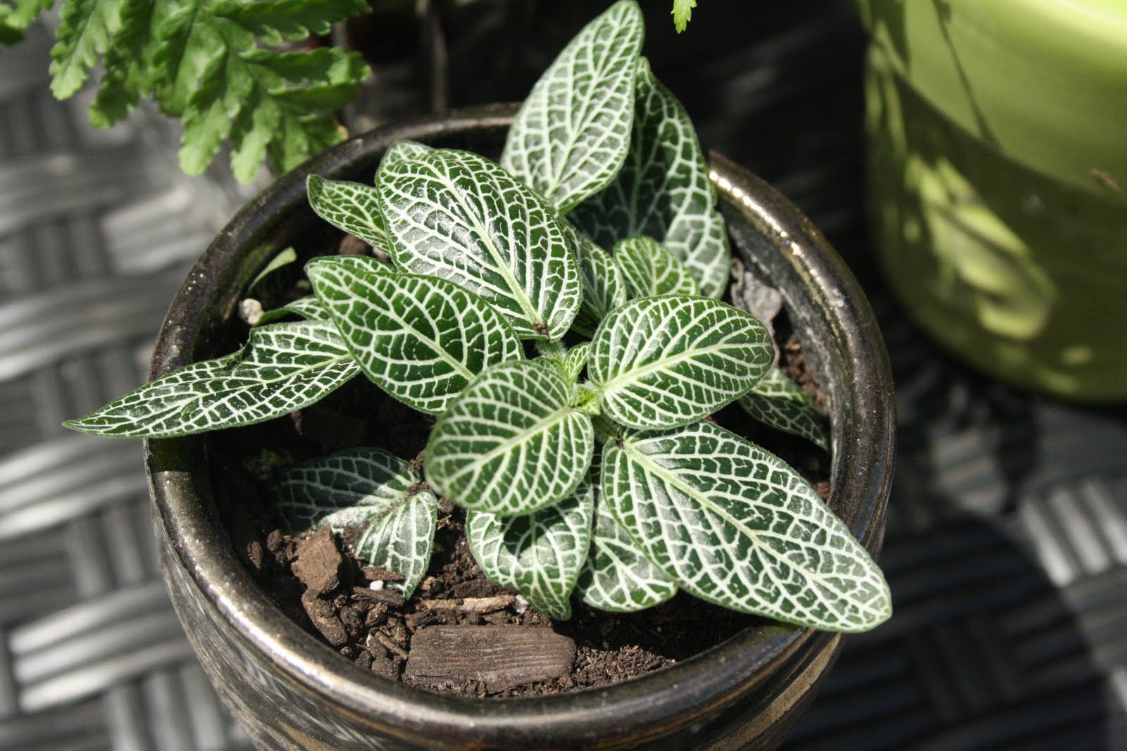 Green Girly: Nerve Plant Care