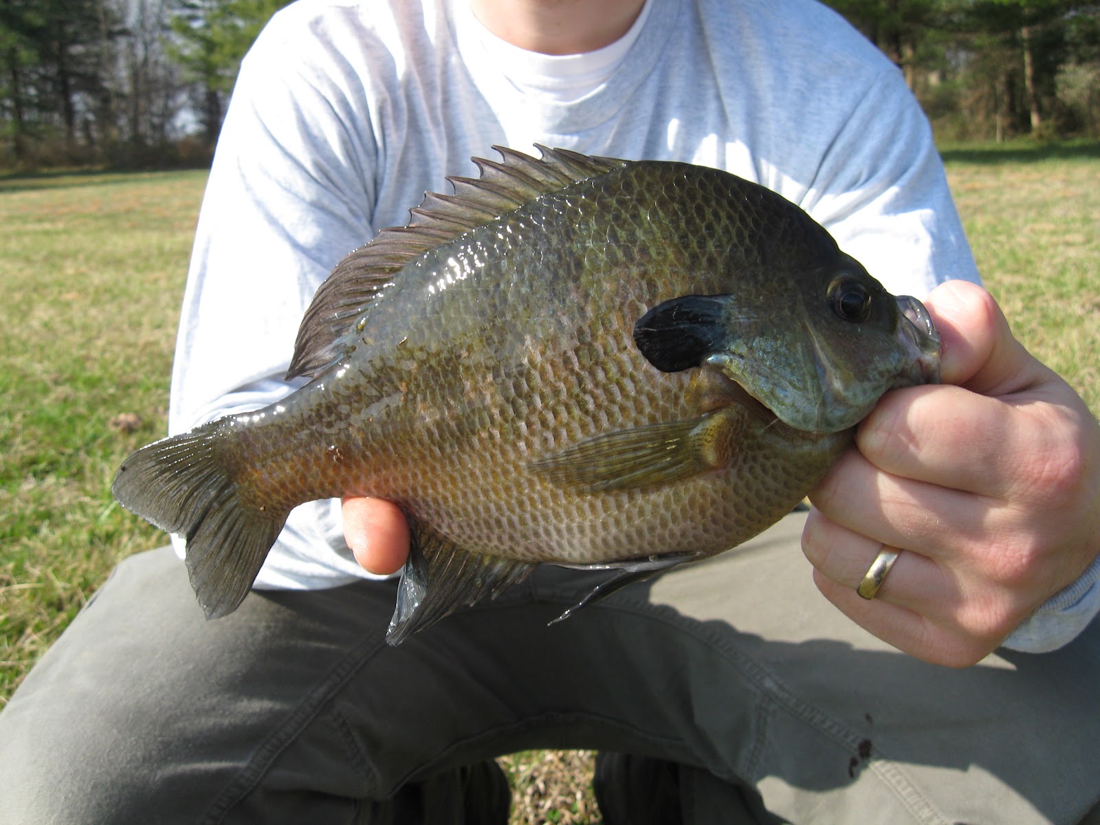 Bluecollar Fishin with Jim: Micro Gear...Magnum Bluegills...Big Fun!