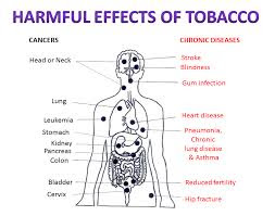 10 deadly effects of tobacoo on human body and health. - DGS Health