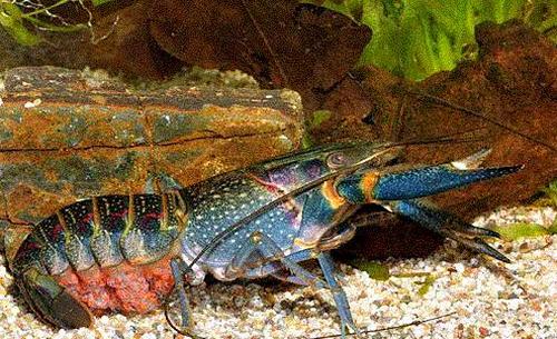 PERBEDAAN JANTAN DAN BETINA PADA LOBSTER Red Claw (Cherax ...