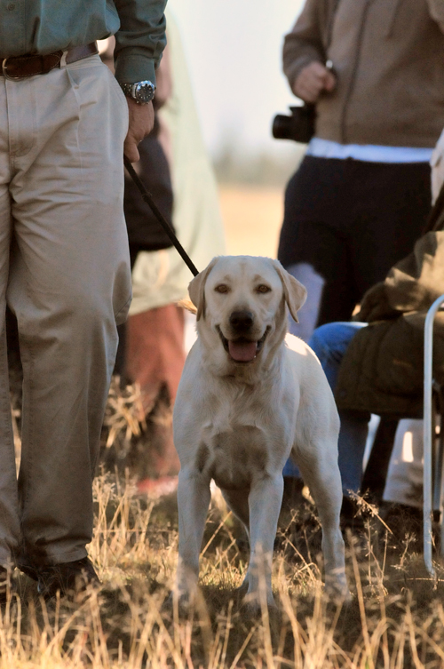 Sean Pattrick: Labrador Retriever Kennel Club Field Trial 2012