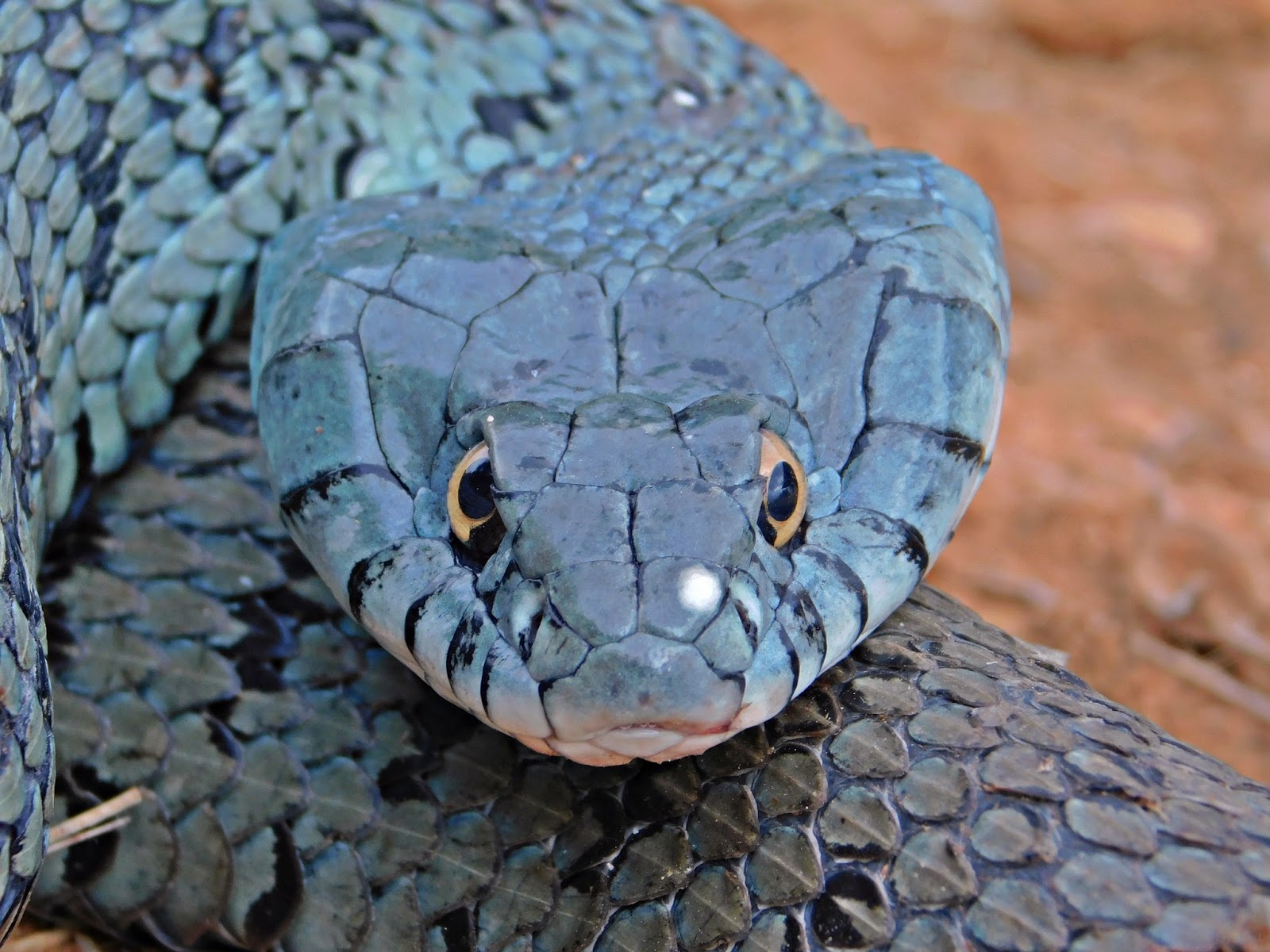 Sargantanes i Dragons: Natrix astreptophora - Serp de collaret ibèrica