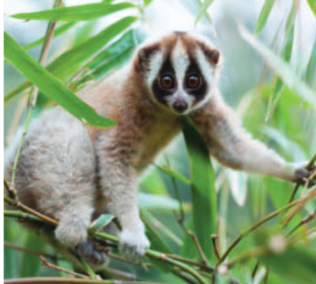 Slow Loris - The Poisonous Primate