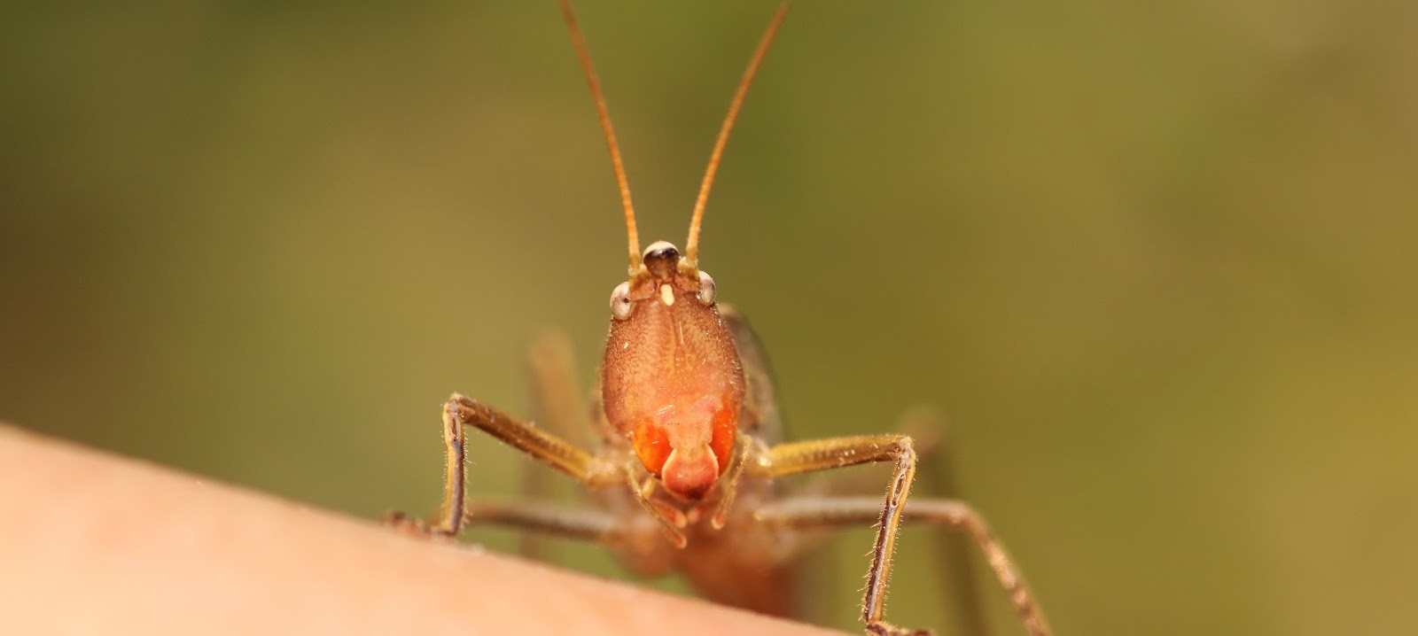 MObugs: Round-Tipped Conehead Katydid
