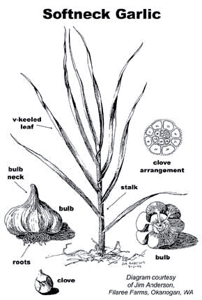 Spruce Park Community Garden: Garlic through the seasons in Albuquerque