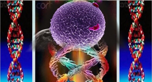 Clonación del ADN - Biología
