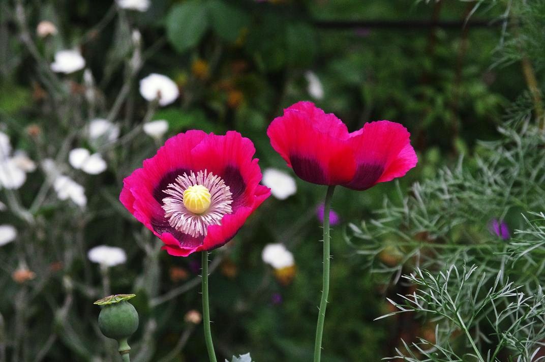 Le jardin des couronnes : Opium