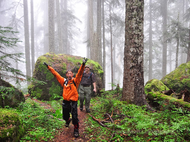 Walks with Moss: Yellow Jacket, Devil Club and Slide Alder Extravaganza!