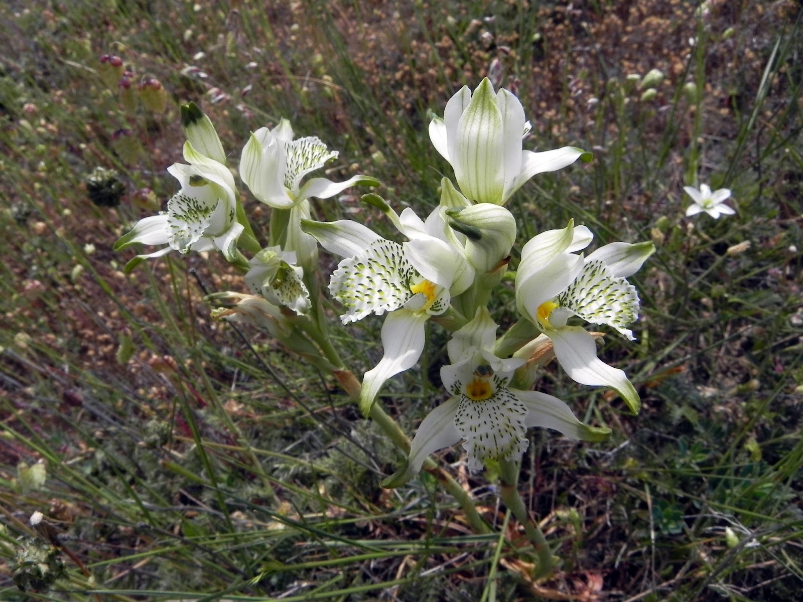 Apuntes botánicos: ORQUÍDEAS CHILENAS