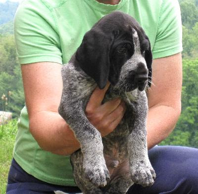 Dogs Info: American Blue Gascon Hound