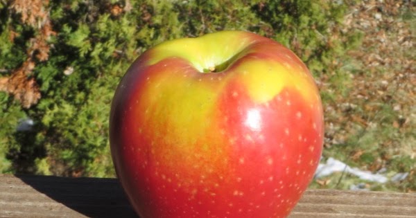 SugarBee * - Adam's Apples