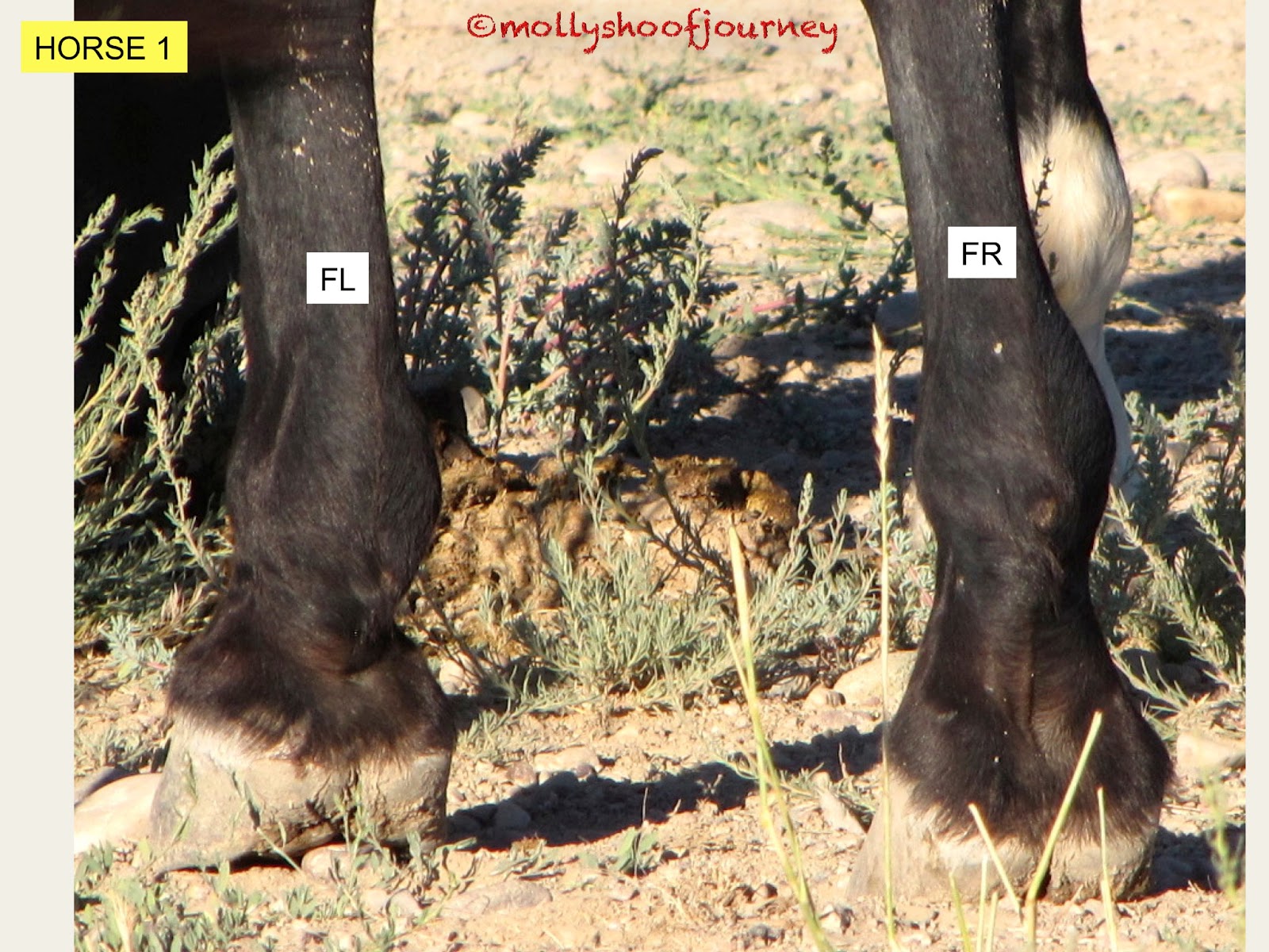 journey to better hooves: Mustang hooves