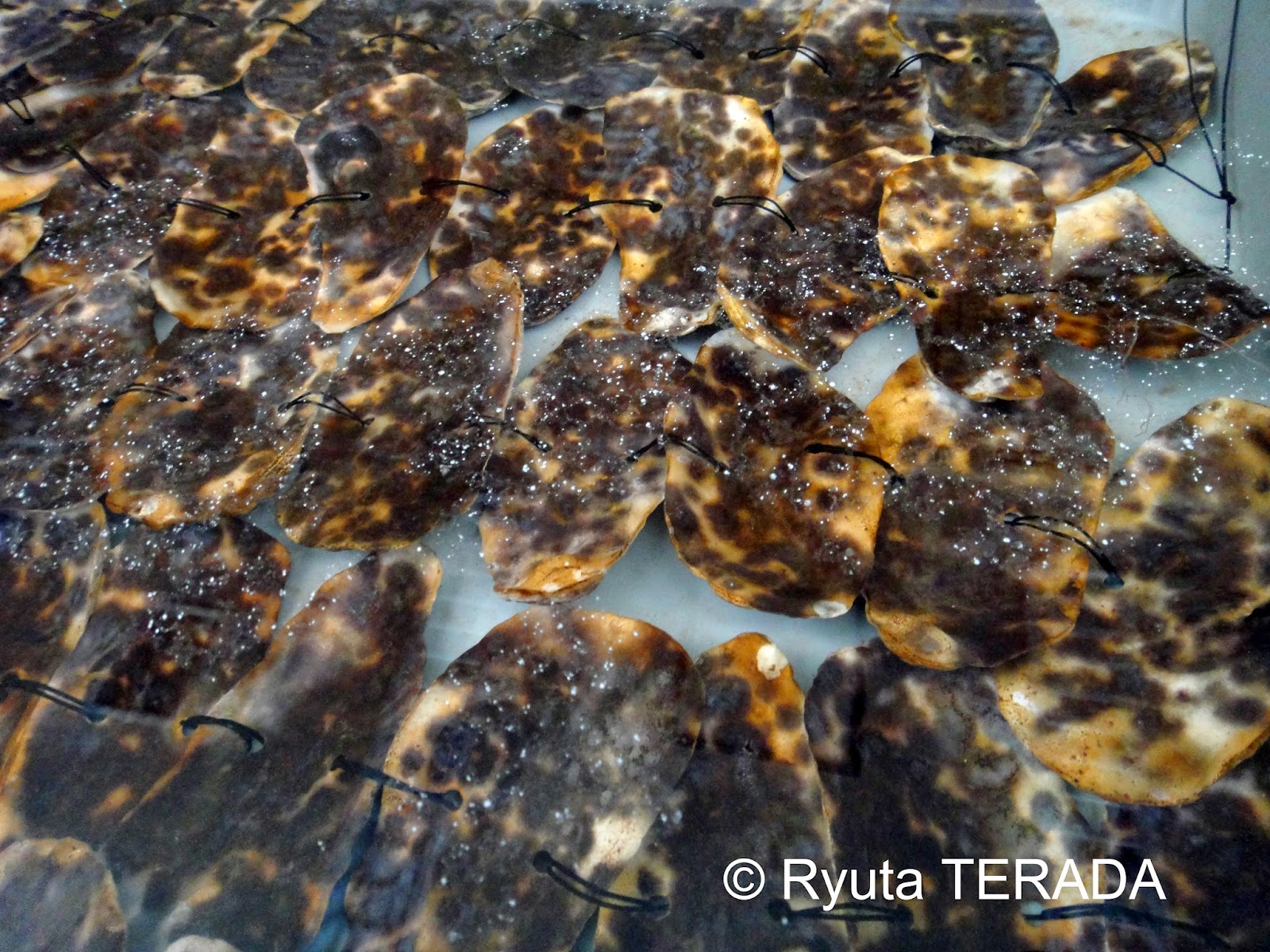 Seaweed Research Journal 海藻研究ジャーナル : New Paper!!! Pyropia tenera（アサクサノリ ...