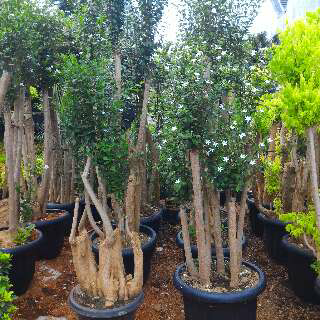 Tanaman Pohon Bonsai Bunga Melati Jasmine - Pusat Tanaman Hias