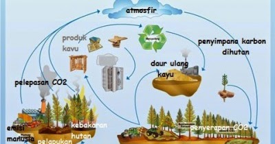 Tahapan Daur Karbon dan Daur Nitrogen ~ Ilmu alam dan teknologi