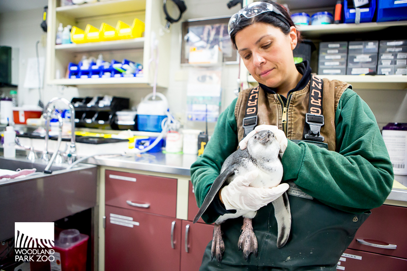 Penguin Chick Check-Up