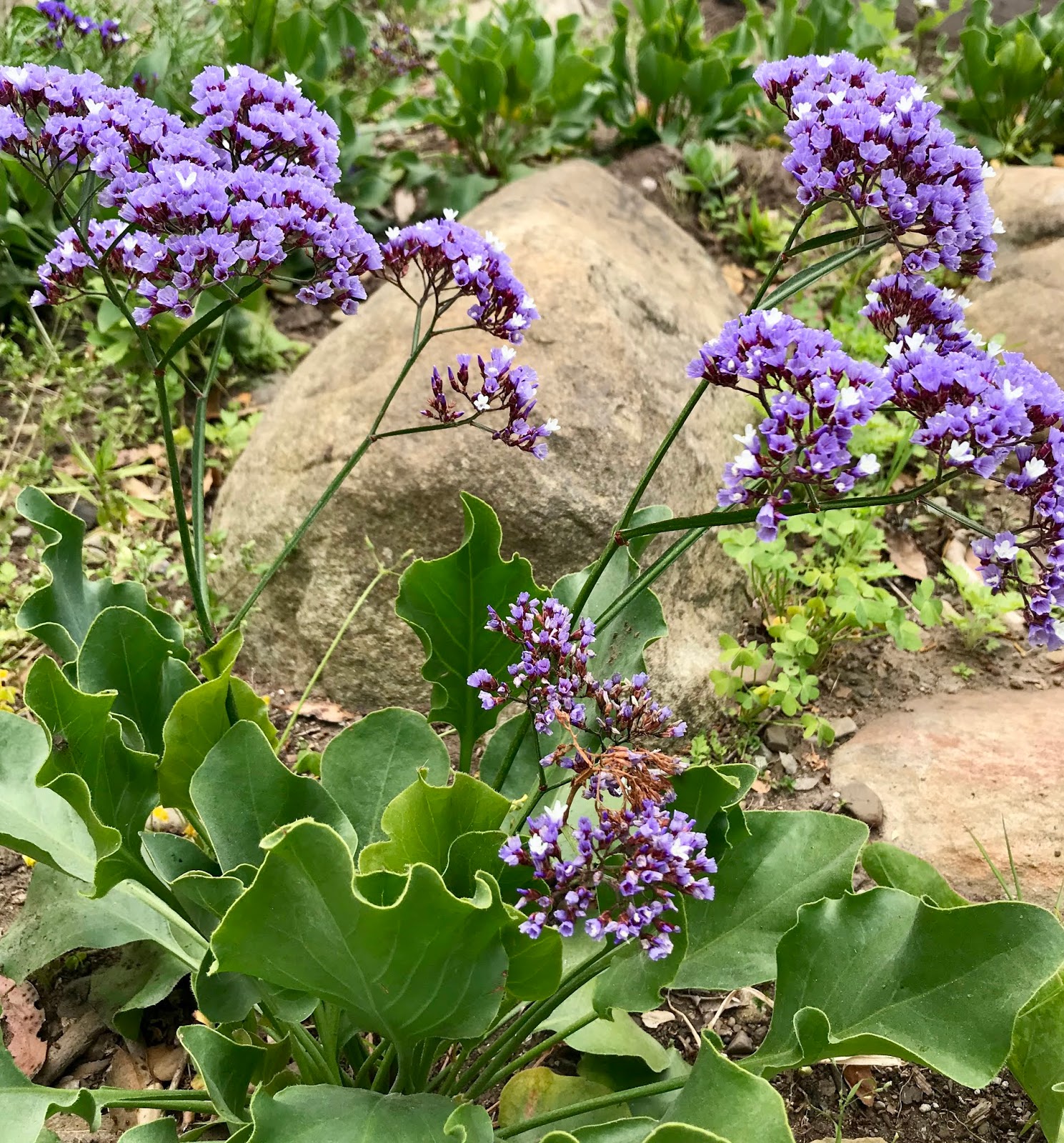 On Discovering A Garden: Gopher Resistant Plants