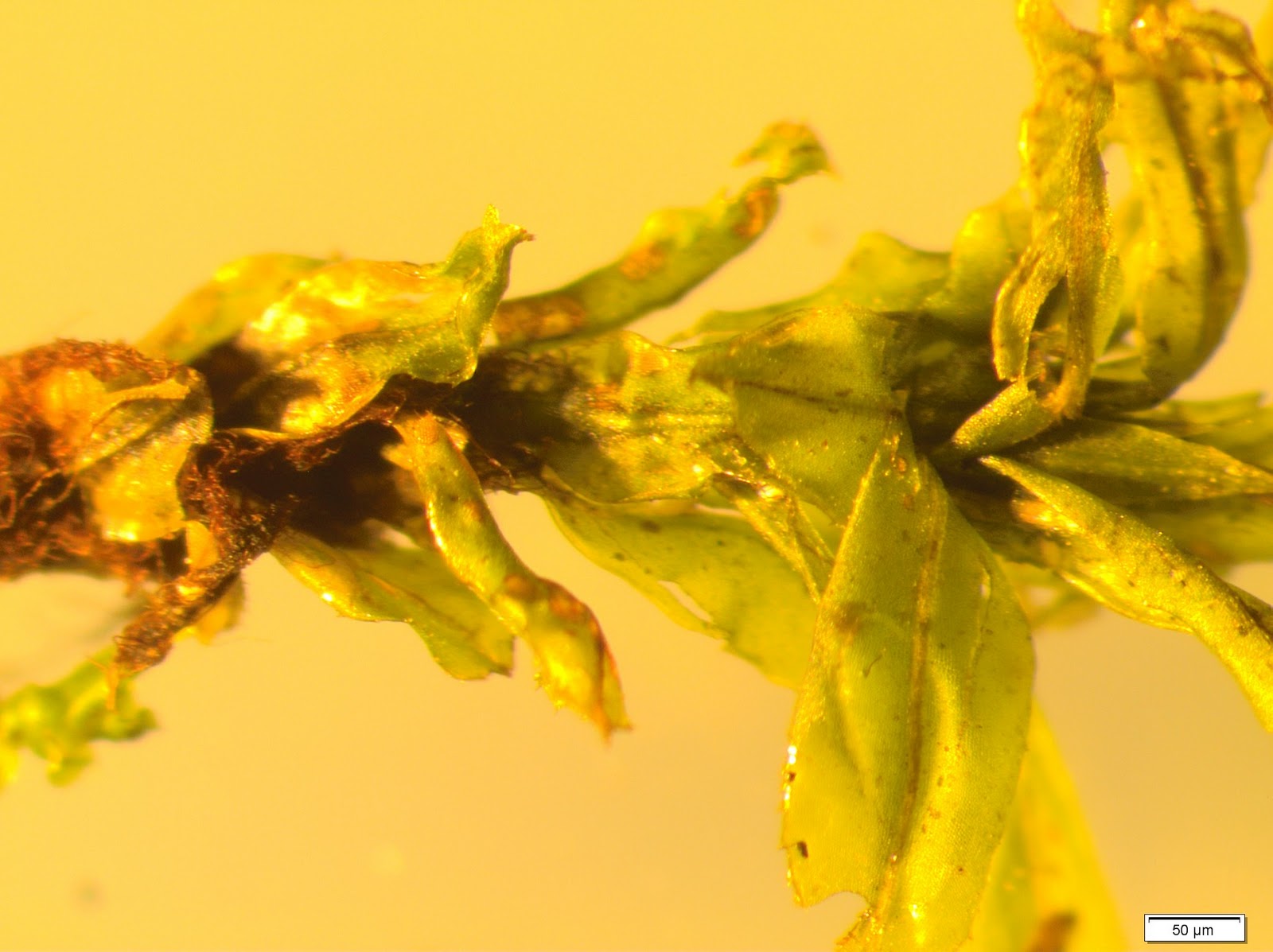 Kelcie's Non-Vascular Plant Blog: Specimen #8: Mnium cuspidatum