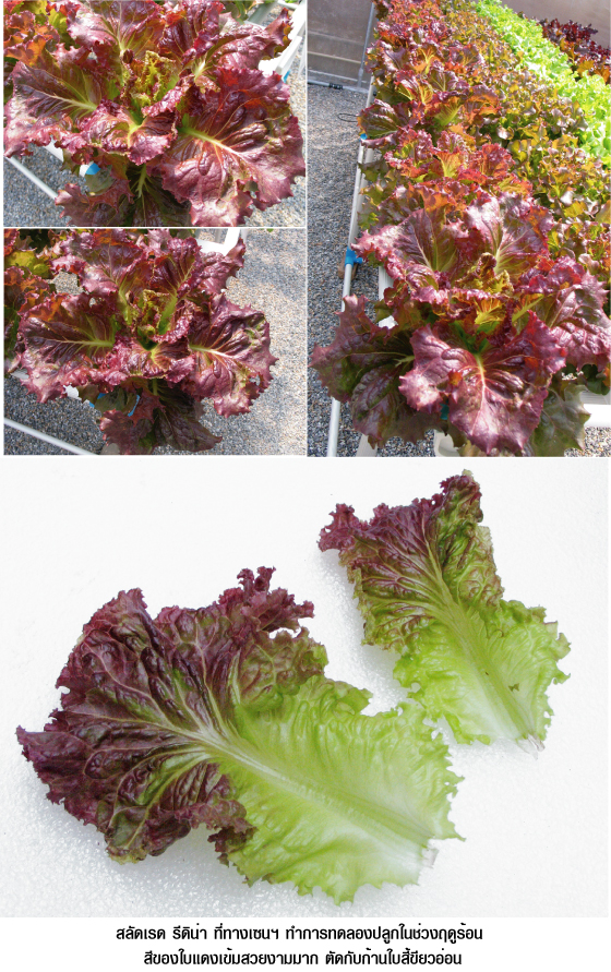 ZEN HYDROPONICS: สลัด รีดิน่า (Red Redina Lettuce)