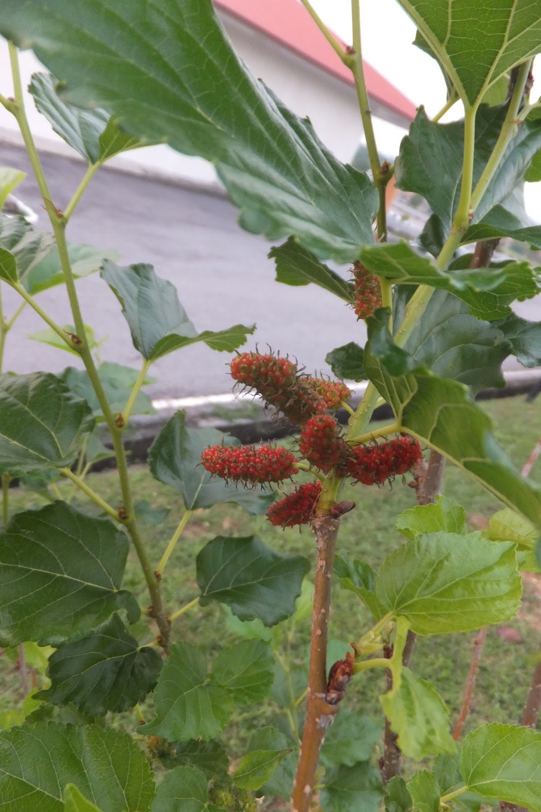 My AGRI LOG: PENGALAMAN MENANAM POKOK MULBERRY