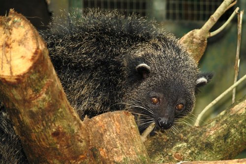 Palawan Wildlife Rescue and Conservation Center (Crocodile Farm ...