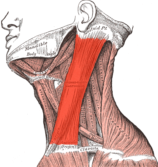 VASTRAL PHYSIOTHERAPY CLINIC: The Sternocleido-Mastoid Muscle Detail