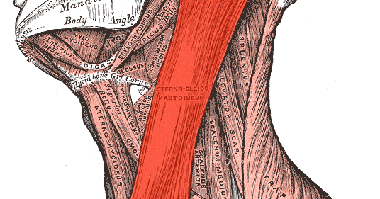 VASTRAL PHYSIOTHERAPY CLINIC: The Sternocleido-Mastoid Muscle Detail