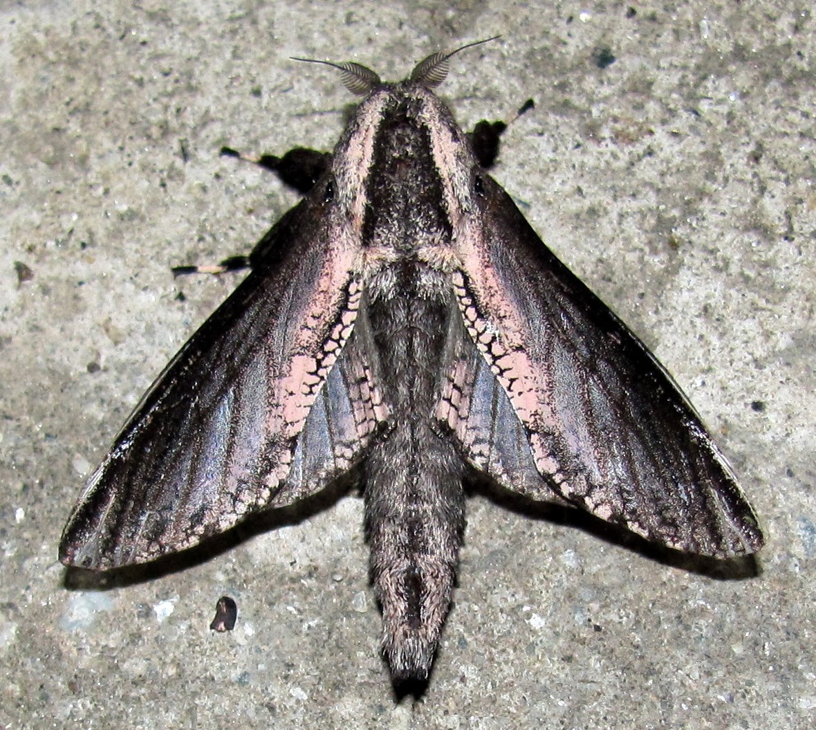 Moths of Bhutan: Cossid Moths (Family: Cossidae) of Bhutan
