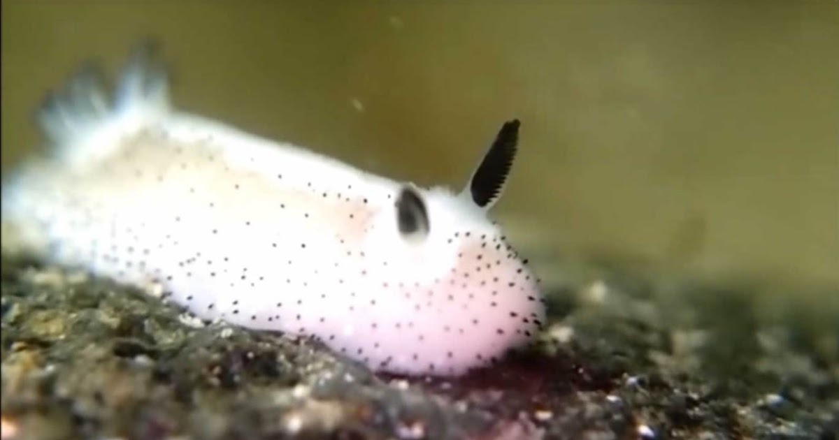 No Mar Profundo: Lesma do Mar - Jorunna Parva