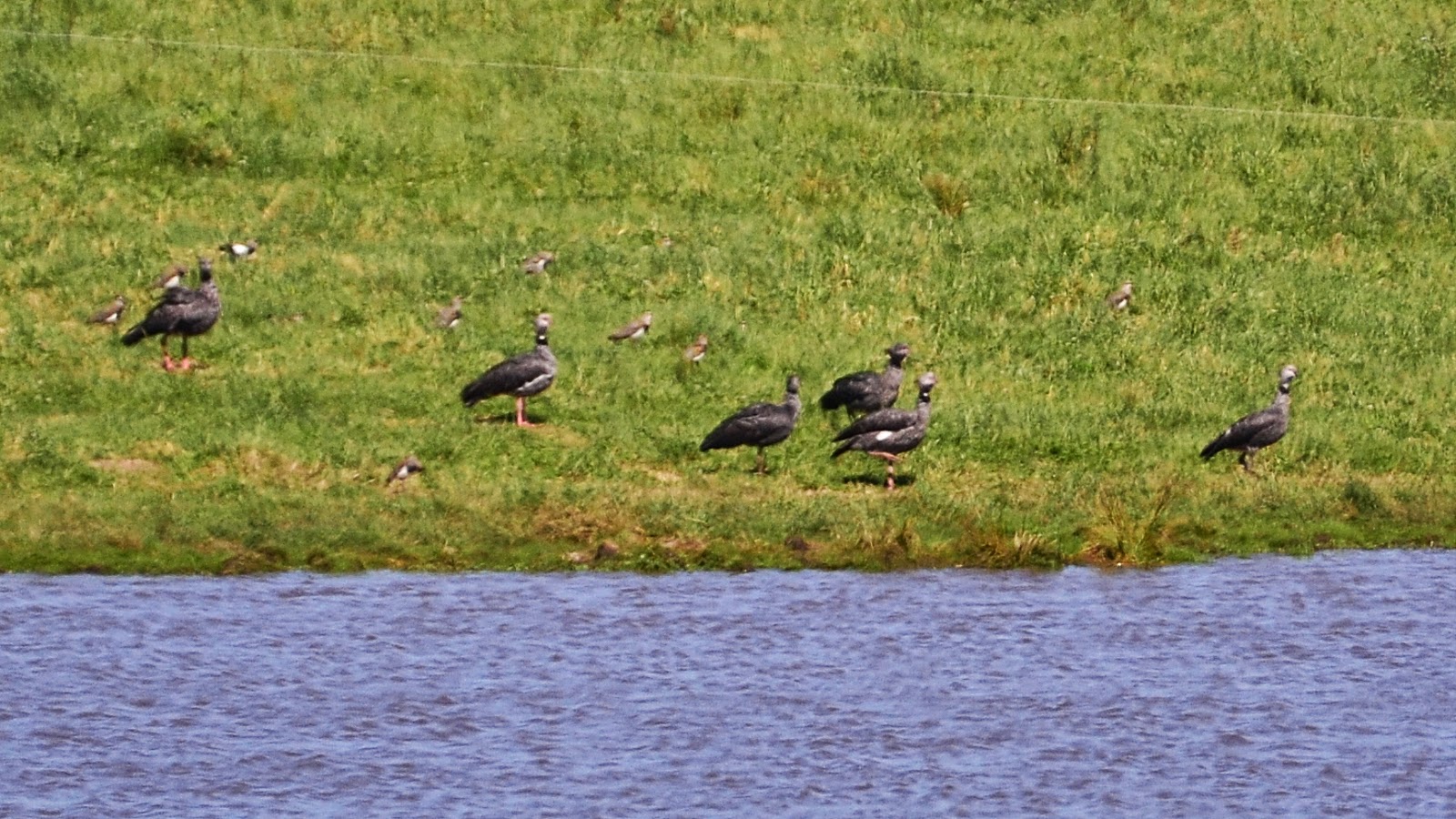 Aves de La Floresta: Chajá