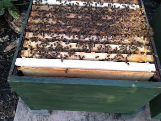 The Hivemind and Me: Follower Boards