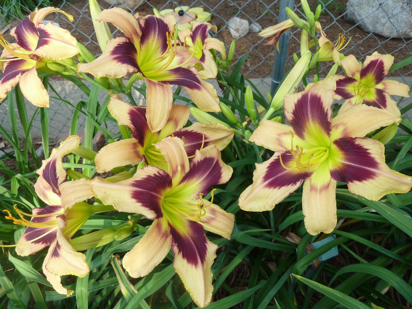 American Daylily Society Region One: 2019 Region One Tour Garden ...