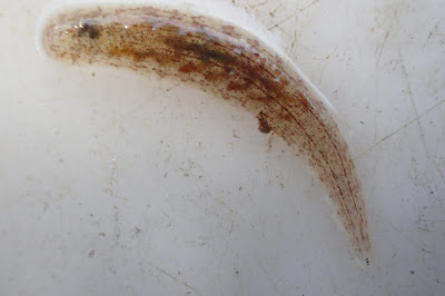 A bunch of suckers | Sussex Wildlife Trust