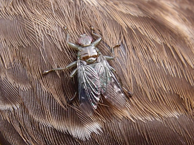 Two in a bush: That's more like it.