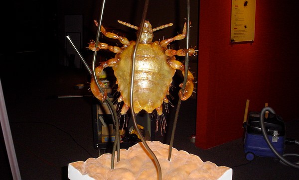 Piojos del pubis o ladillas - Salud