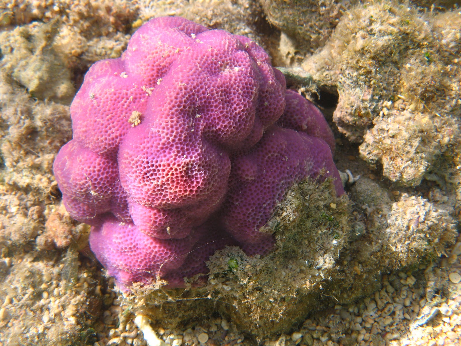 Lagons de la Réunion et ses poissons tropicaux: 2012 04 07 Lagon La Saline