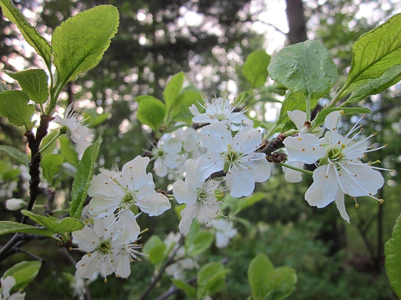 Leena Lumi: Luumupuu kukkii ja lisää toukokuun kukkijoita