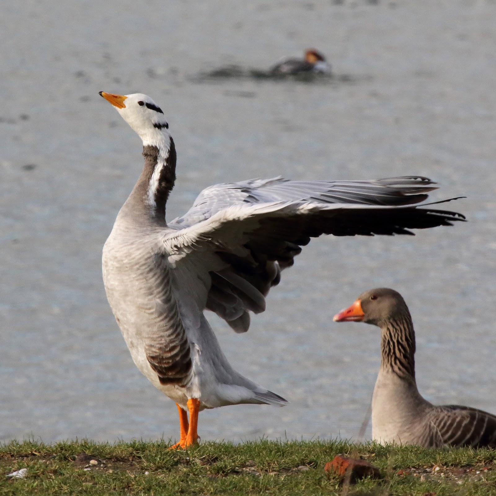 BO629HR: De dans van een Indische gans