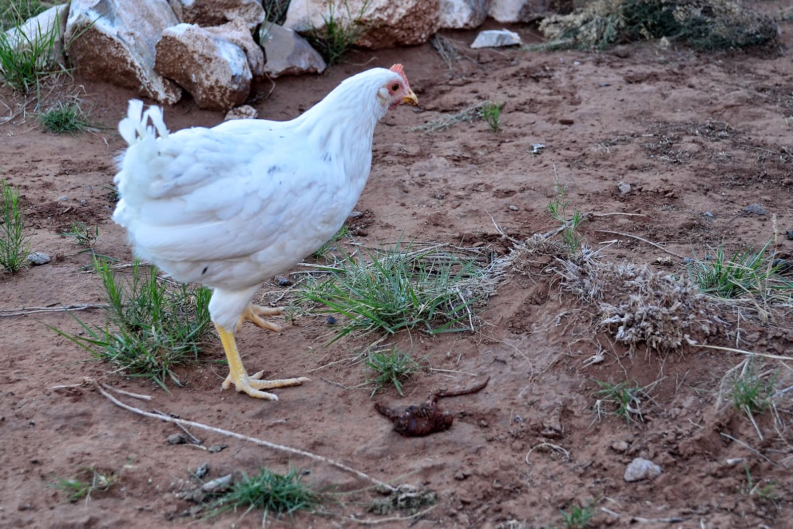 The 7MSN Ranch: The early bird gets the entrails