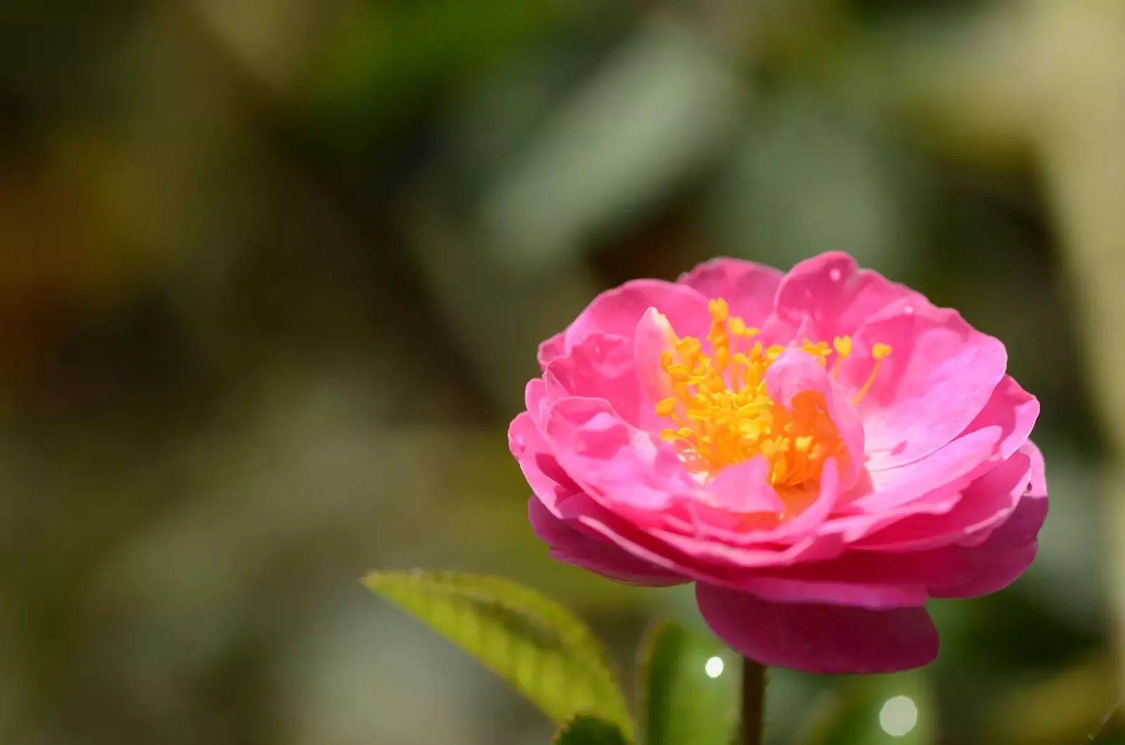 Baguio City of Pines Philippines Travel Destination | AvianQuests