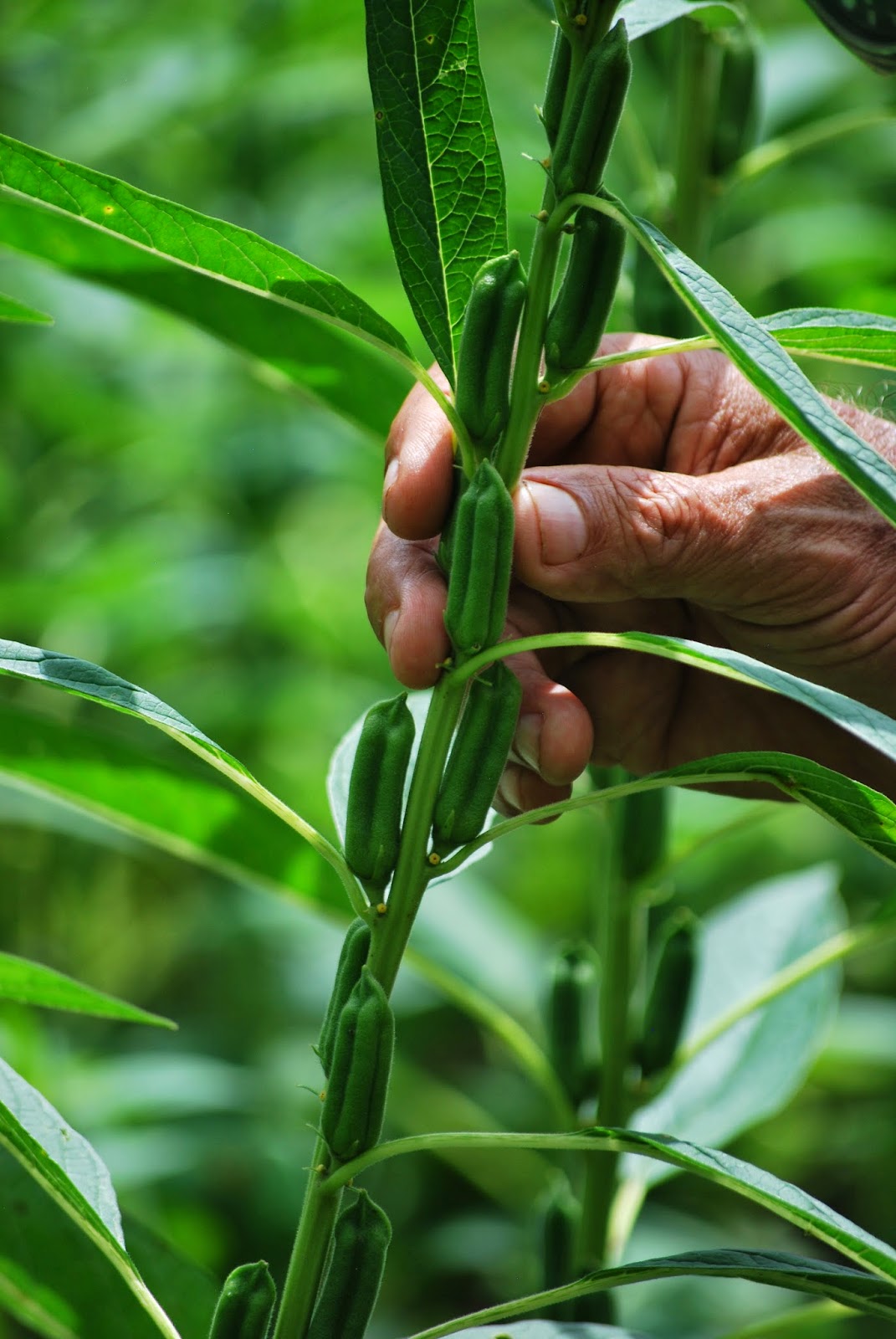 Center for Development in Central America: Tour the Sesame Processing Plant