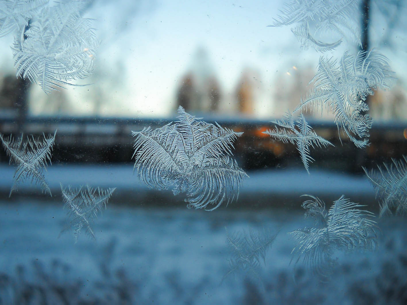 My Nature Photography: Frost, Ice and Snow