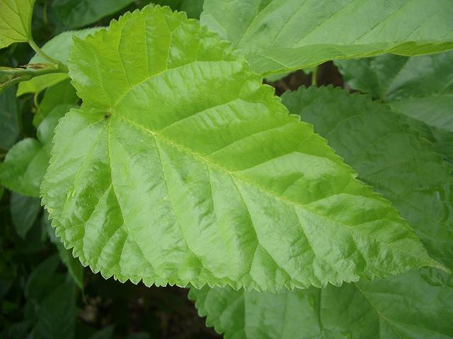 Budidaya Daun Murbei - Mardian Putera