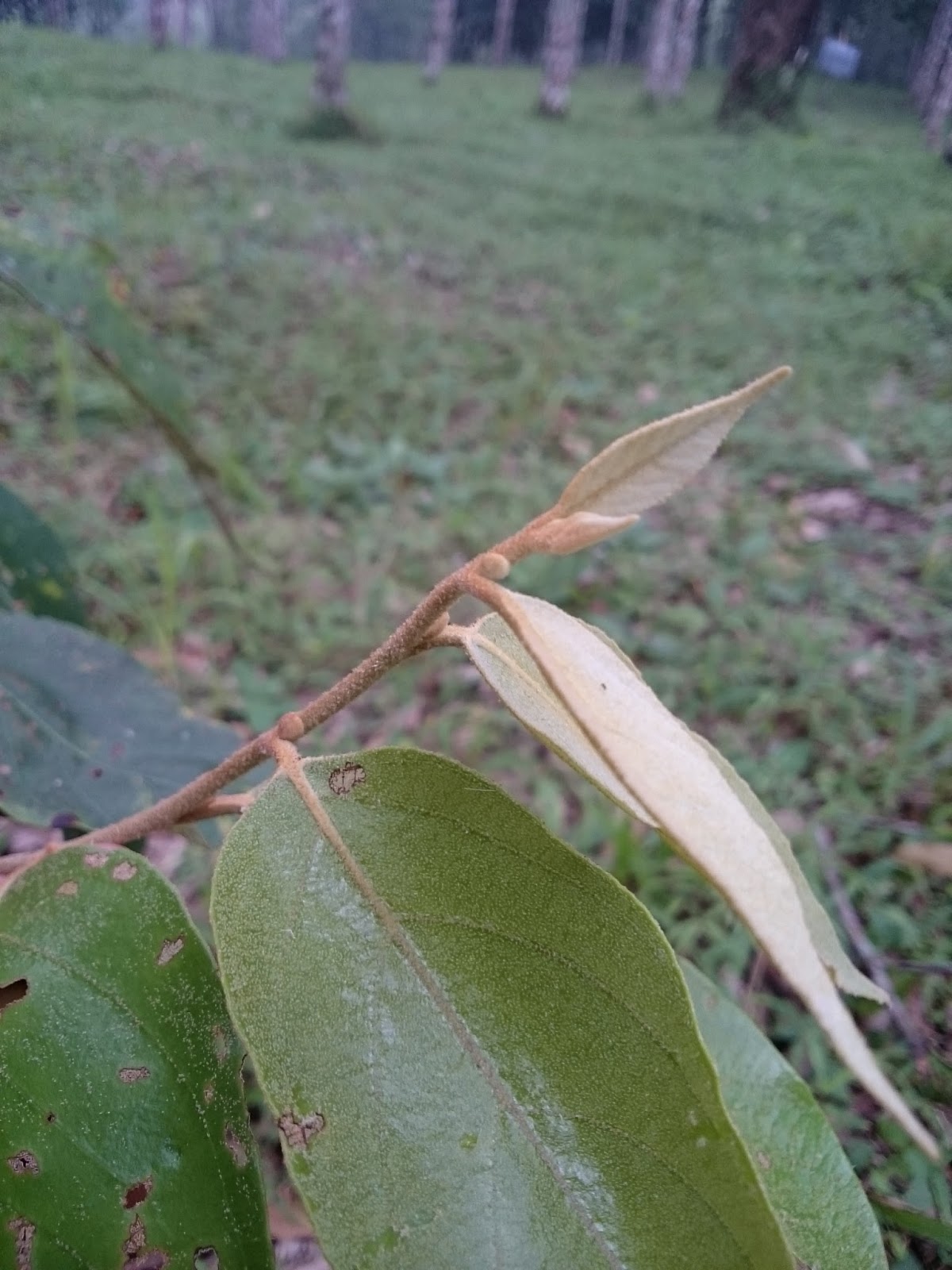 Ferry The Explorer: KEMENYAN (Styrax spp.)