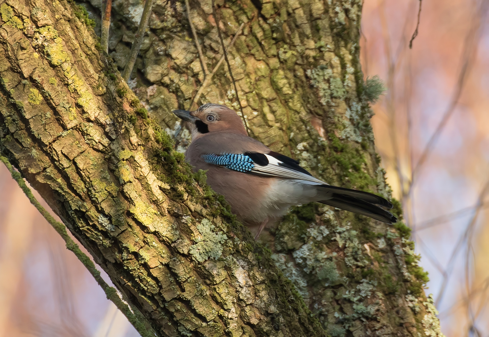 Northamptonshire Birding: Our most common raptors