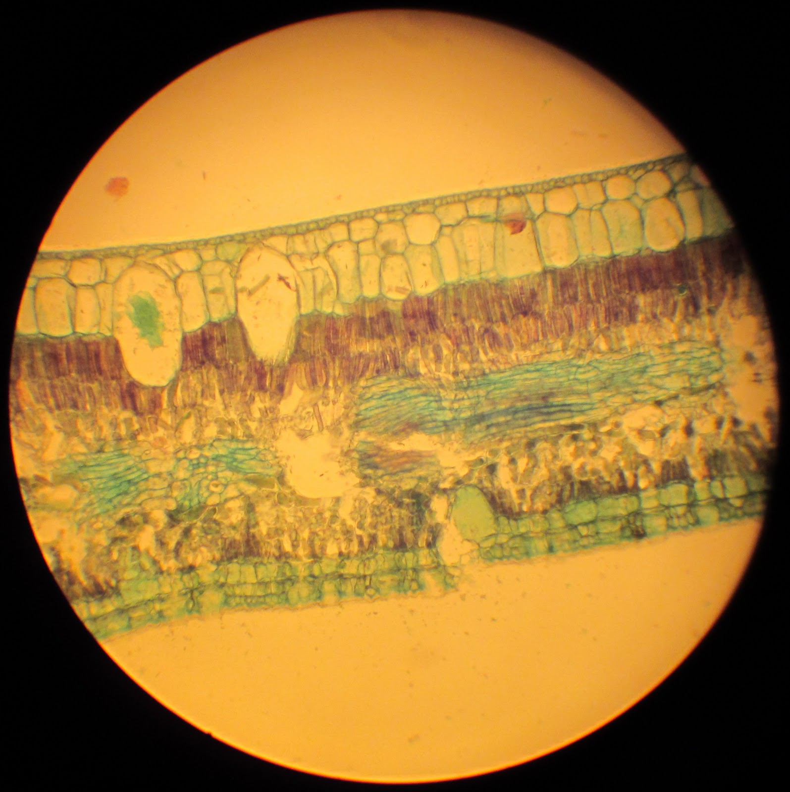 My Rainbow's Life: Praktikum Biologi