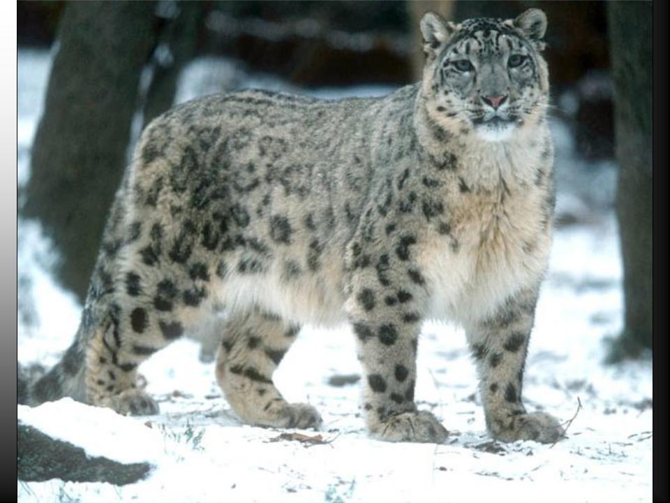 Spreebird wildlife: SNOW LEOPARD (State Animal of Pakistan)