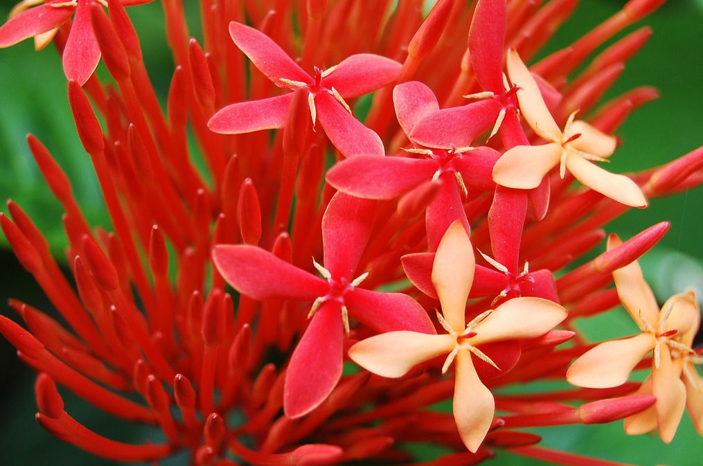 El Viajero: Jungle Flames: Santan